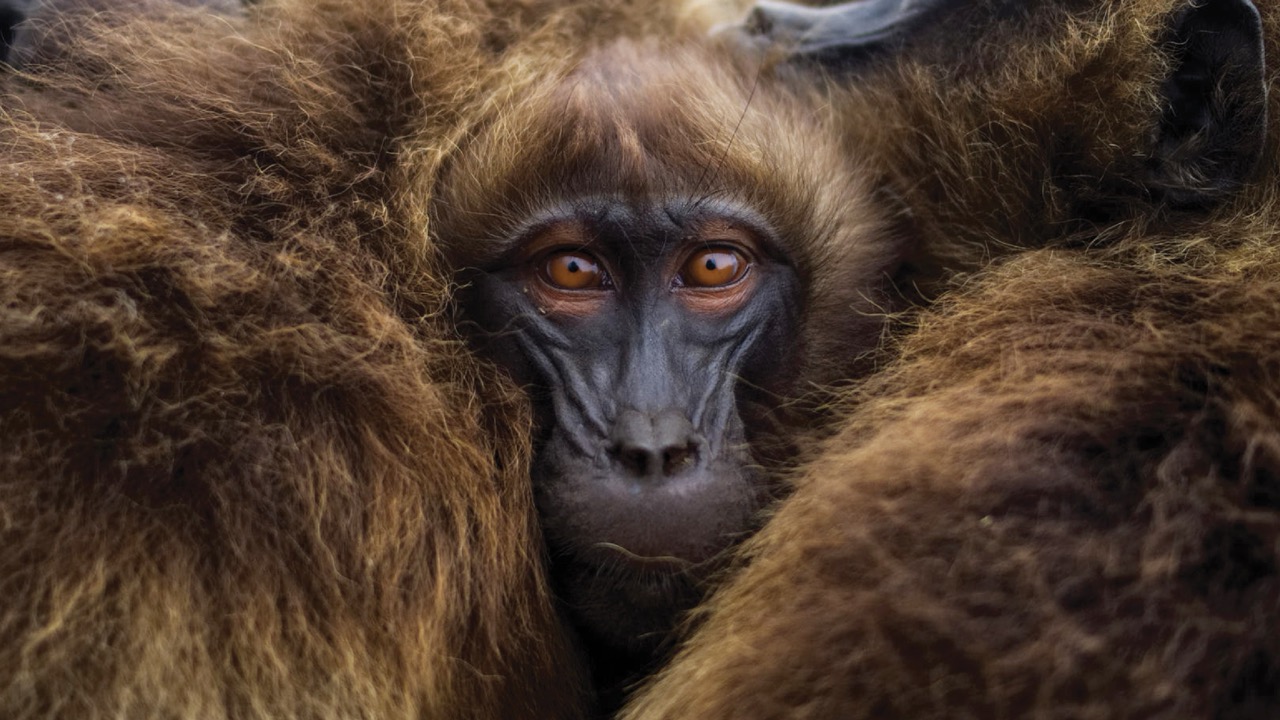Earth Species Project – More than 8 million species share our planet ...
